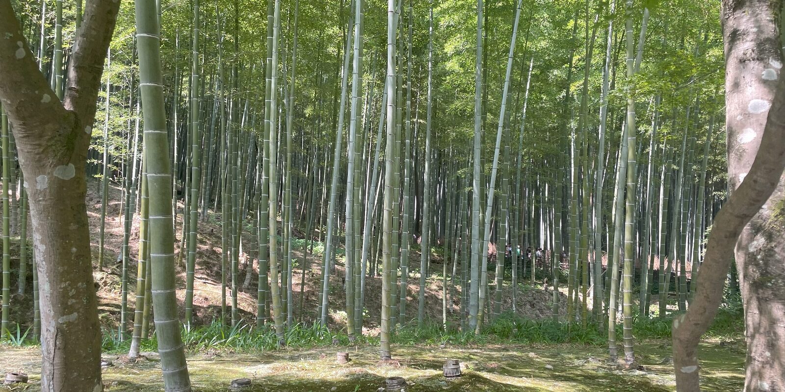 Student Voices: Japan - CET Academic Programs